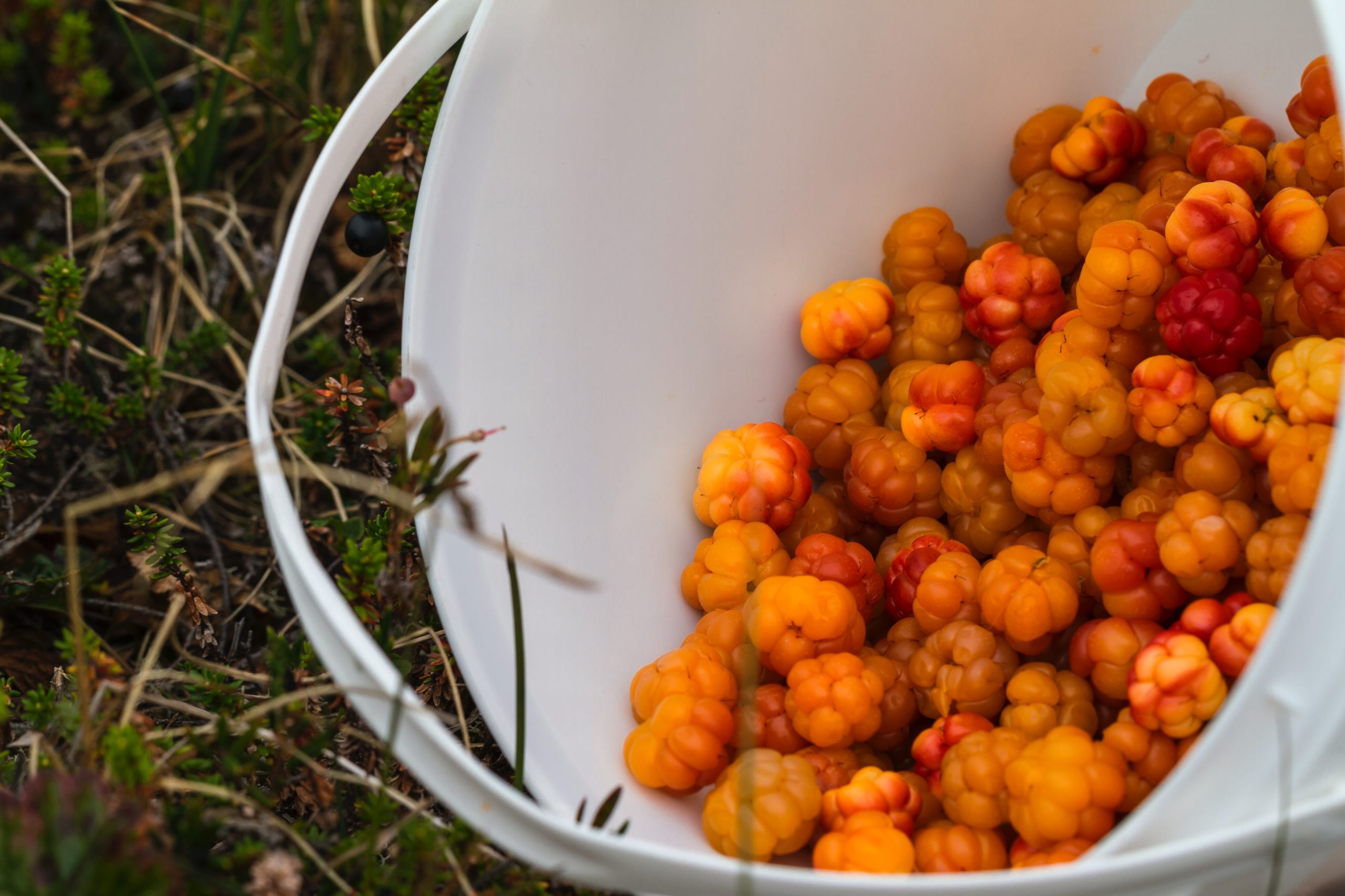 Harvesting Cloudberries in Norway - Bare grønn